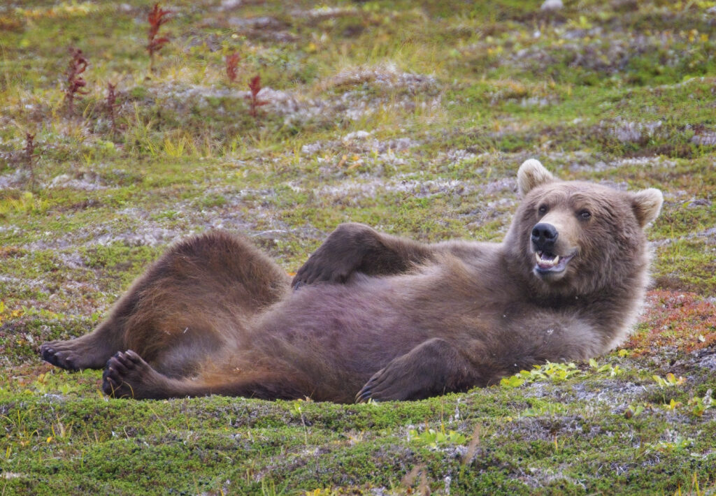 Alaskan Wilderness Workshop - Tamara Lackey Photography